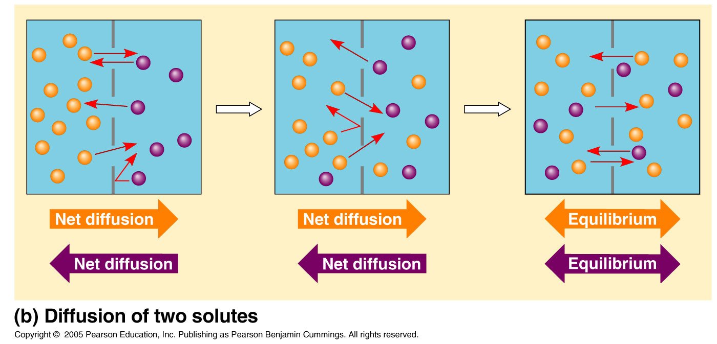 Habrá una difusión